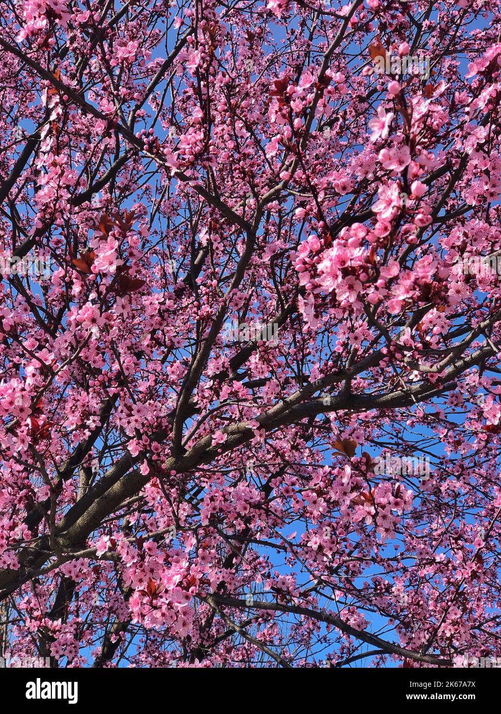 A vertical shot of a pink sakura tree branches Stock Photo - Alamy