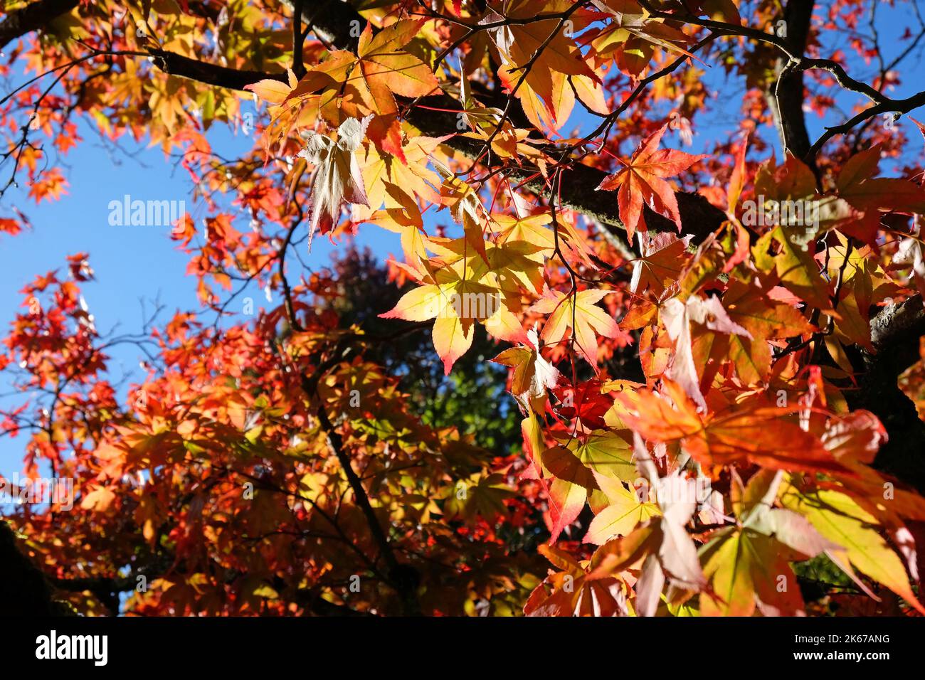 Japanese Acer leaves turning colour during the Autumn, Surrey, UK Stock ...