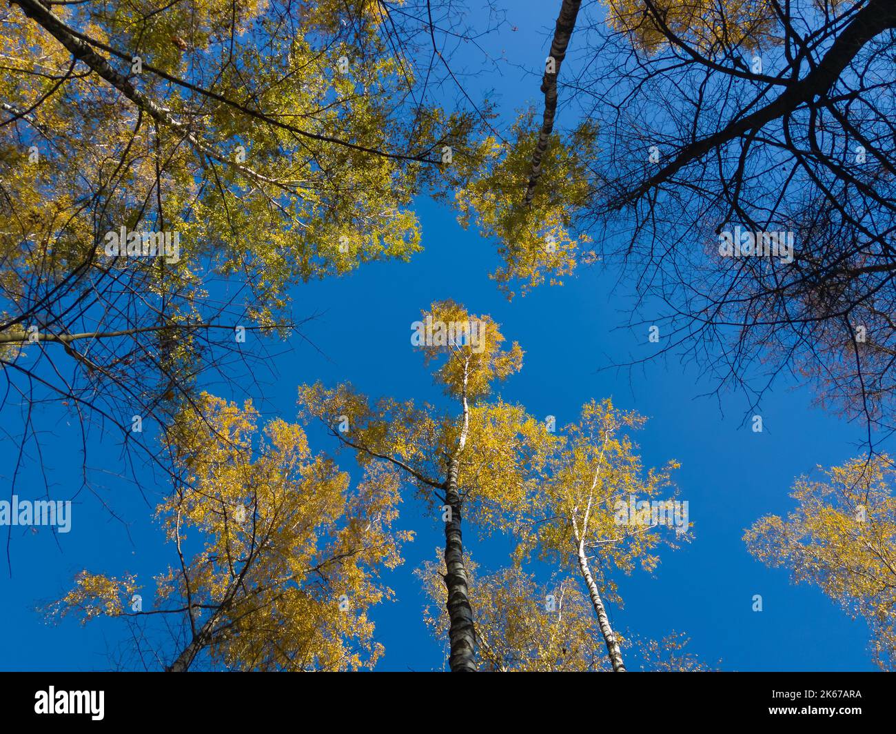 Ground upwards view hi-res stock photography and images - Alamy