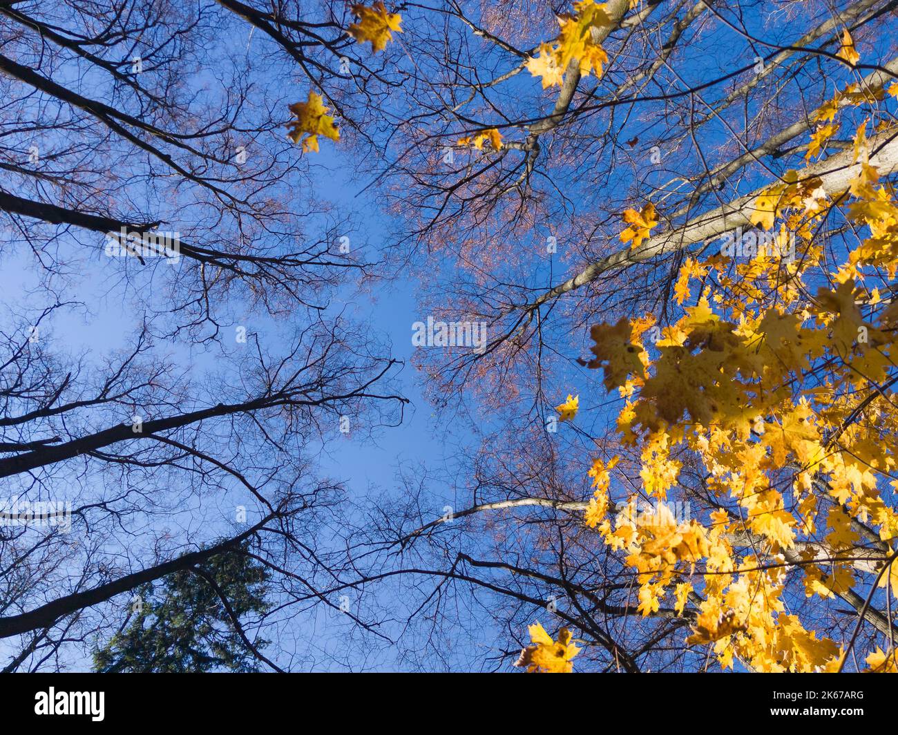 Fall autumn treetops upward view from a ground Stock Photo - Alamy