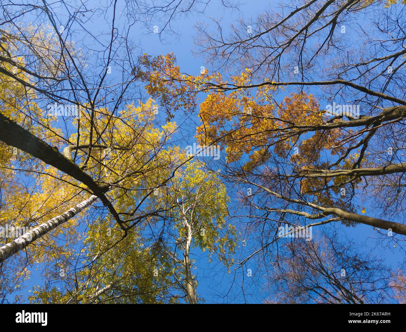 Fall autumn treetops upward view from a ground Stock Photo - Alamy