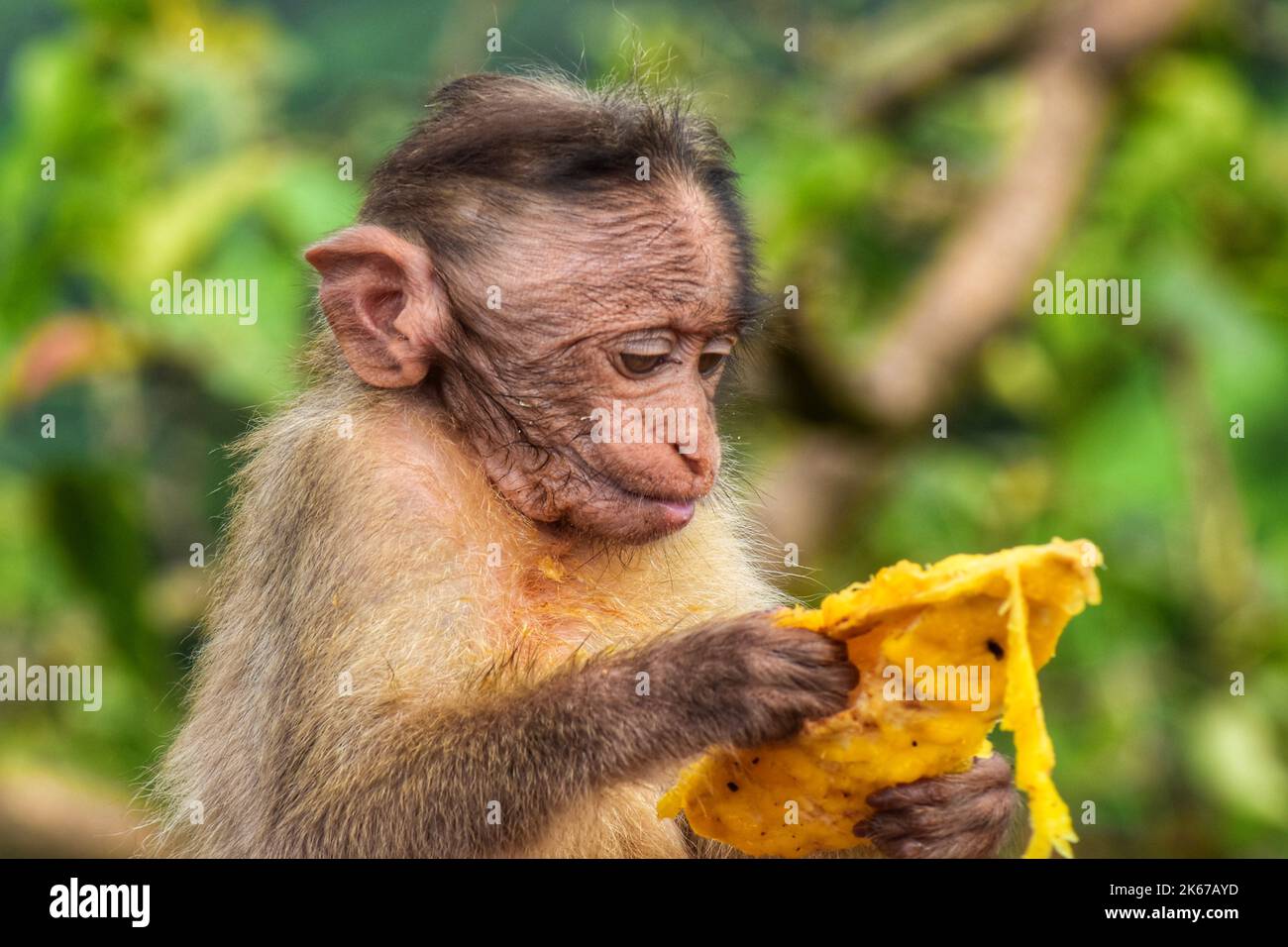 Monkey eating fruit Stock Photo - Alamy