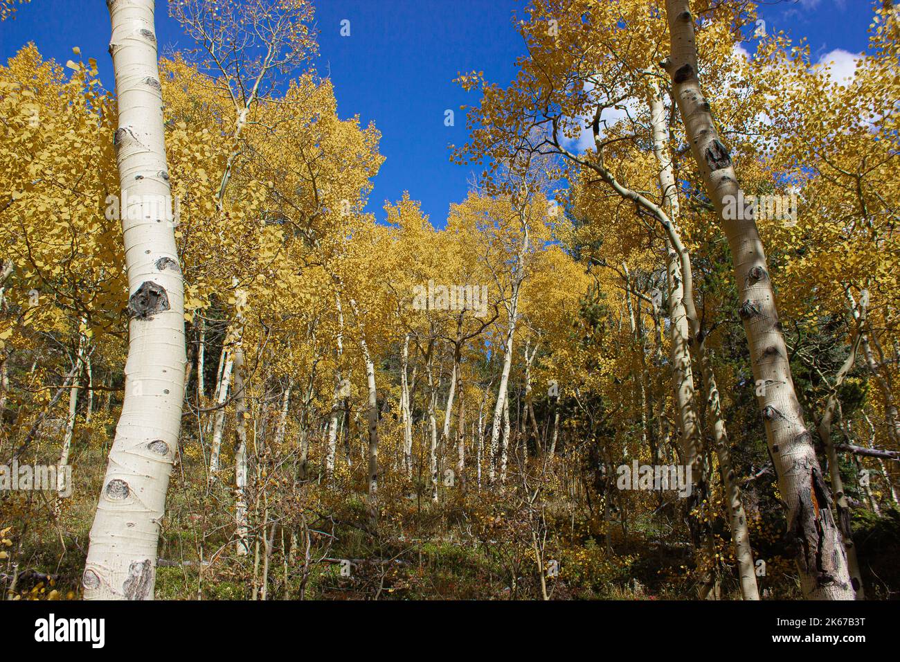Aspen vibrant colors hi-res stock photography and images - Alamy