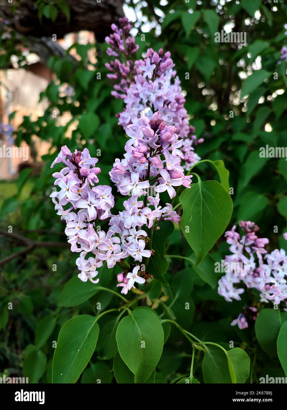 Delicate fragrant flowers on lilac tree Stock Photo - Alamy