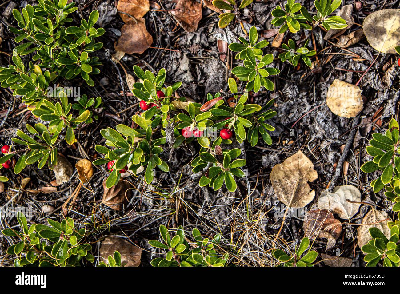 Zoomed in plant hi-res stock photography and images - Alamy