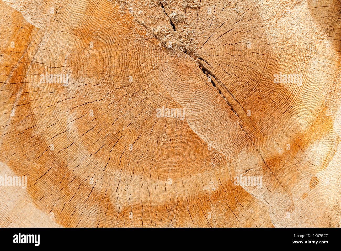 Abstract macro texture of a wooden log section, background photo Stock ...