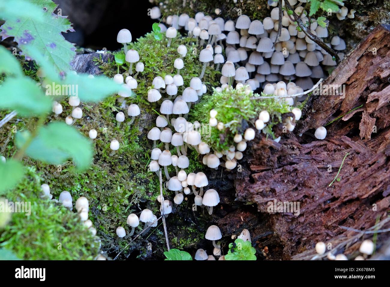 Parasola plicatilis, pleated inkcap mushroom growing on dead wood ...