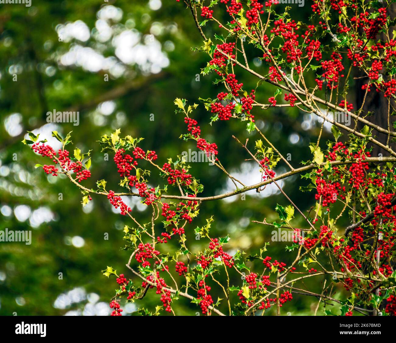 Red berries under the snow on Christmas time in Canada Stock Photo - Alamy