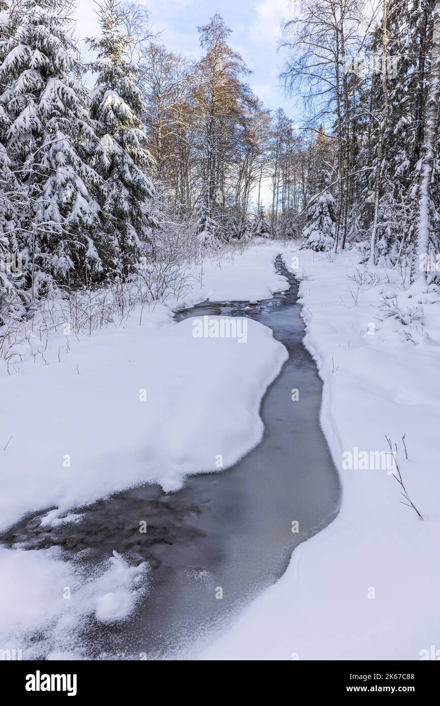 Frozen water puddle in a snowy forest in winter Stock Photo - Alamy