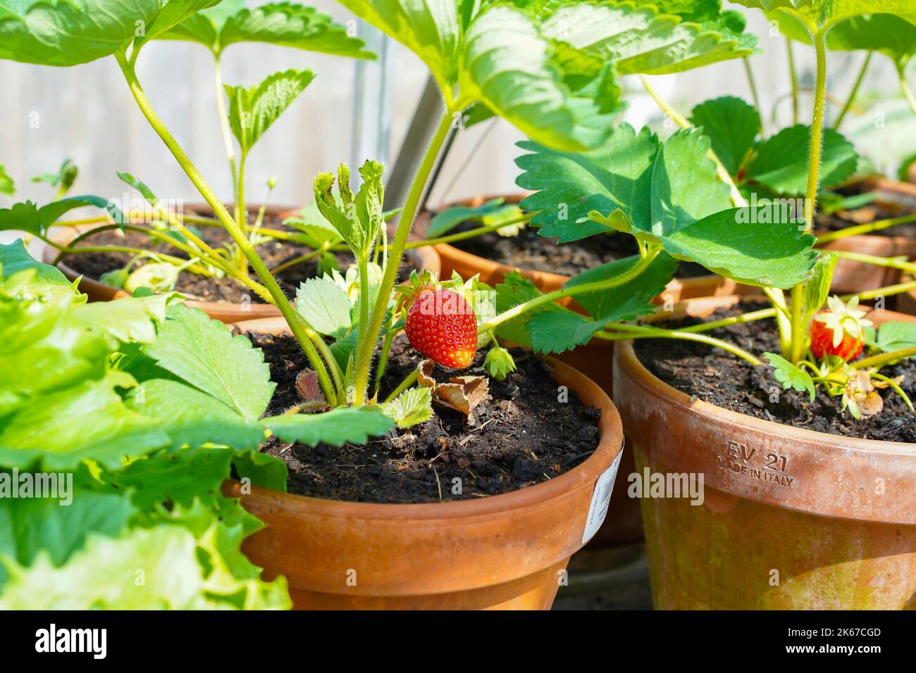 Close up of British strawberry plants in traditional terracotta plant pots with ripe ...