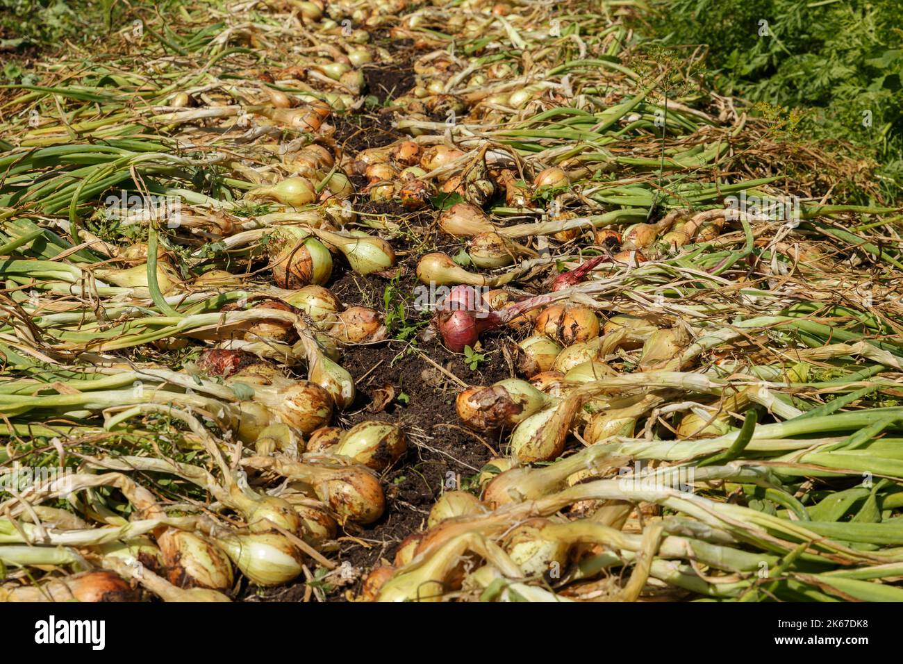 Onion harvest. Freshly harvested organic onions laid out to dry ...