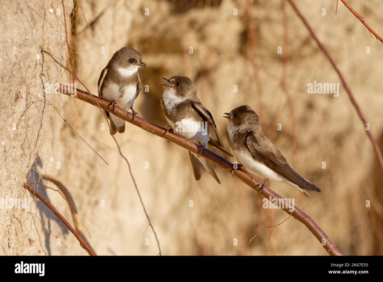 Sand martins (riparia riparia) chatting along sand dunes where the ...