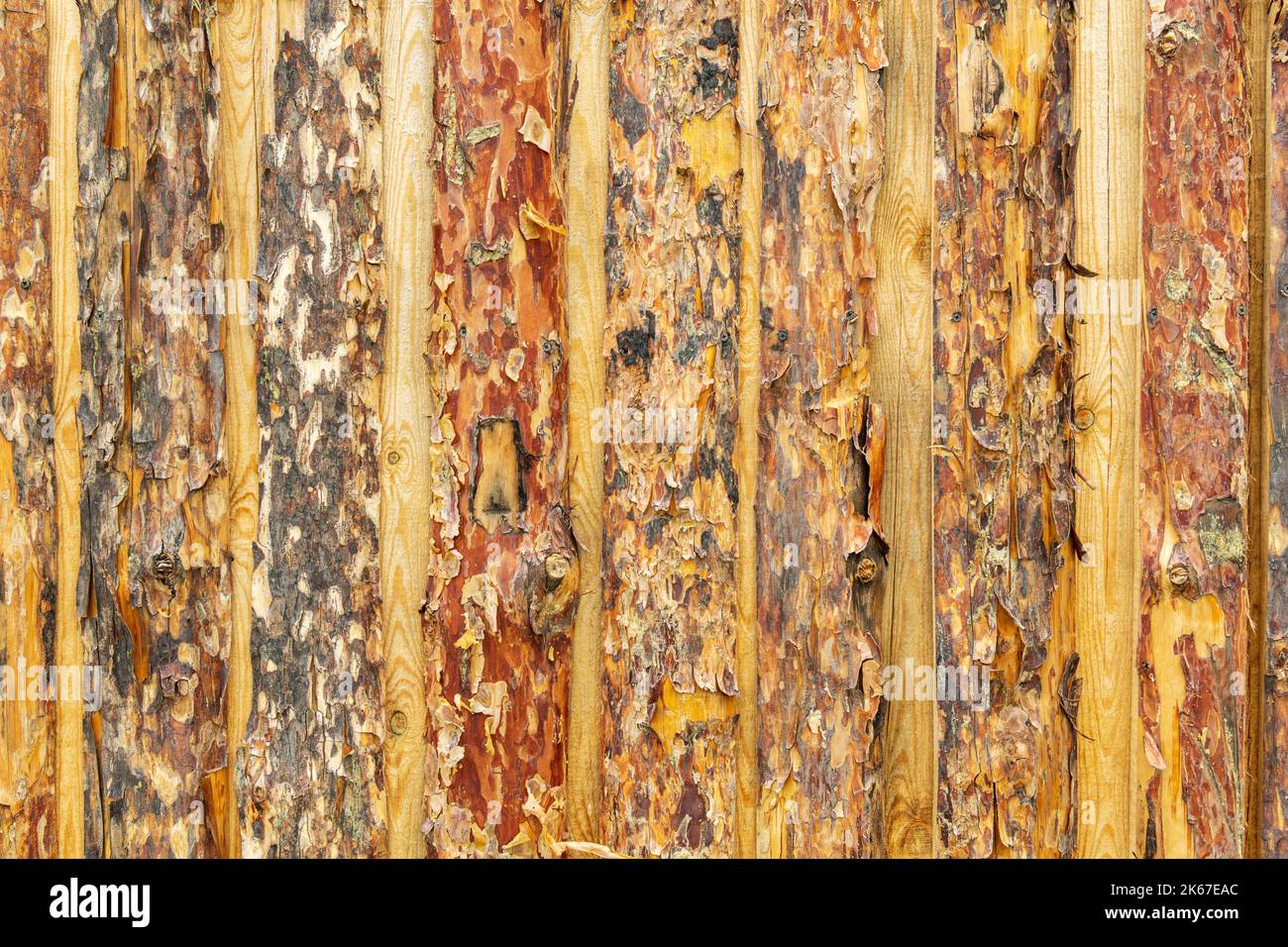 Wood texture background coming from natural tree. The wooden panel ...