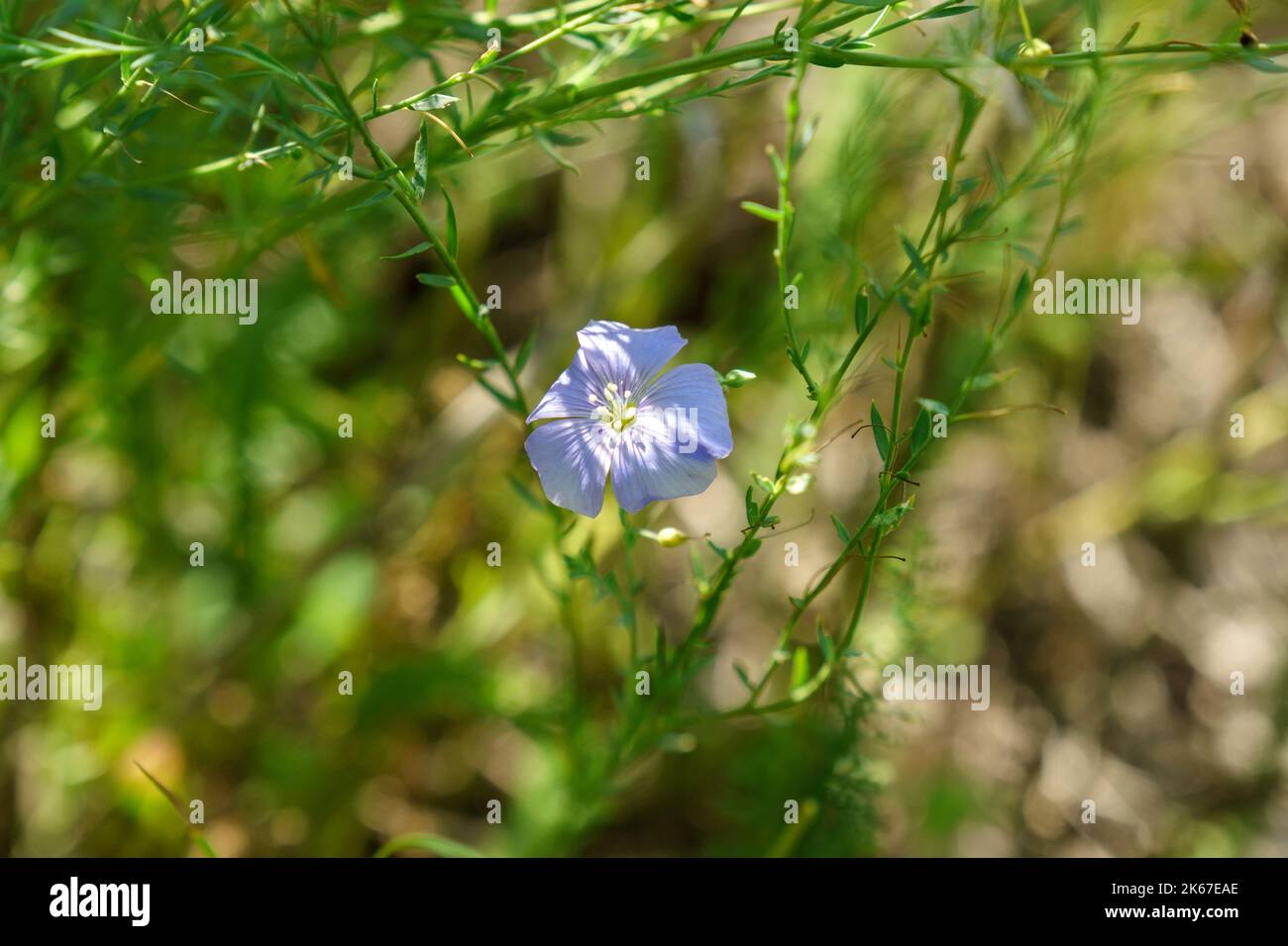 Flax seed cultivation hi-res stock photography and images - Alamy