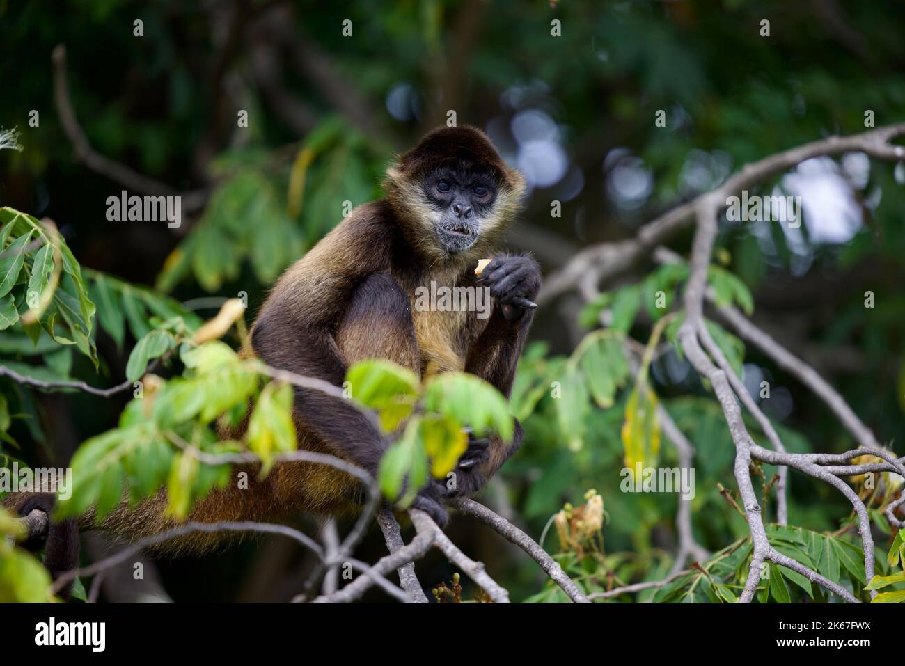 A spider monkey eating wild fruit on a tree top Stock Photo - Alamy