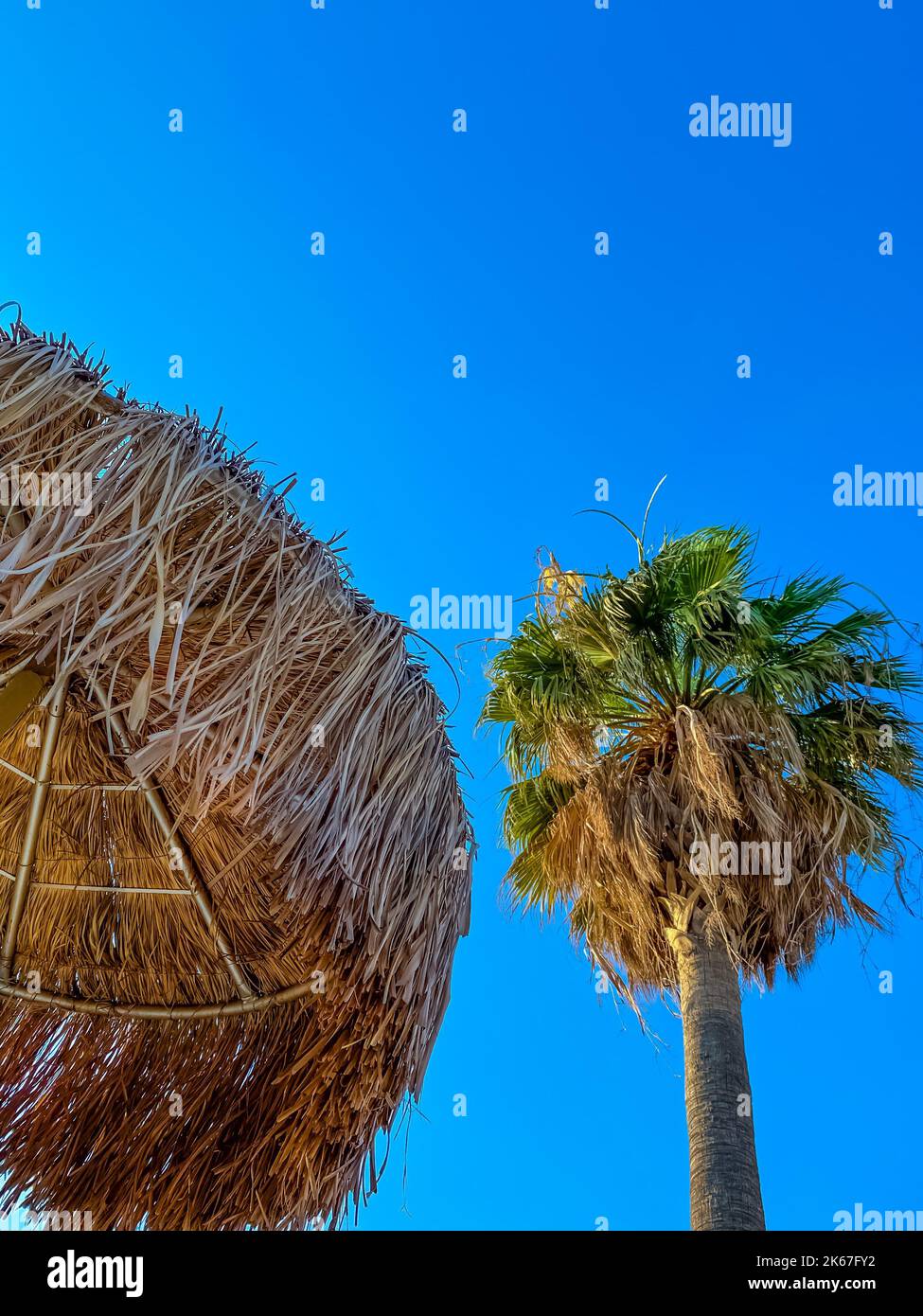 A straw parasol and palm tree in the blue sky background. Summer beach ...