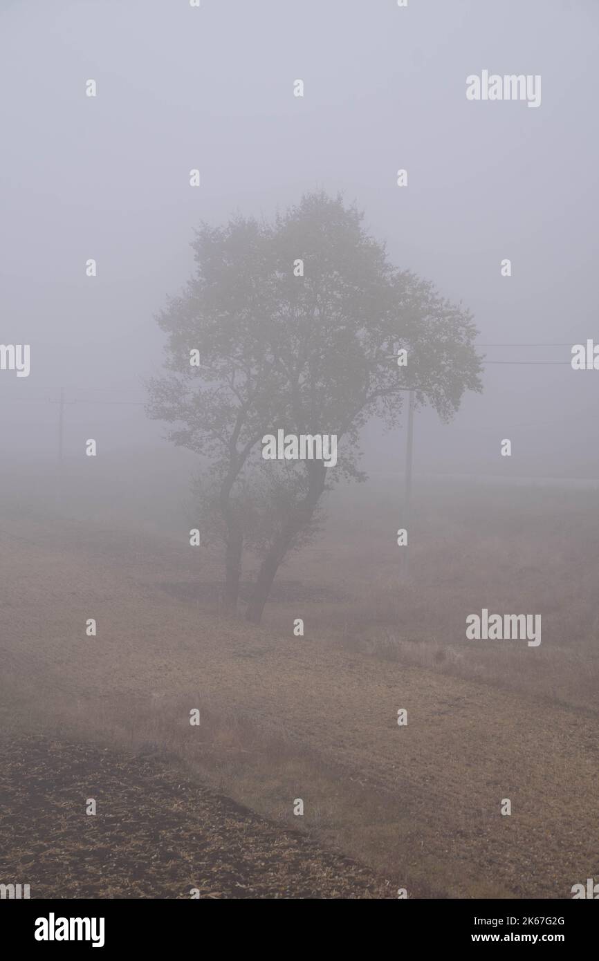 A growing tree in field in foggy day Stock Photo - Alamy