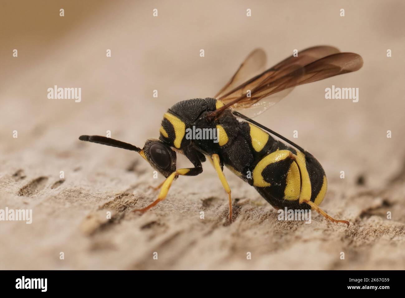 Detailed closeup on a colorful yellow black parasitic wasp, Leucospis ...