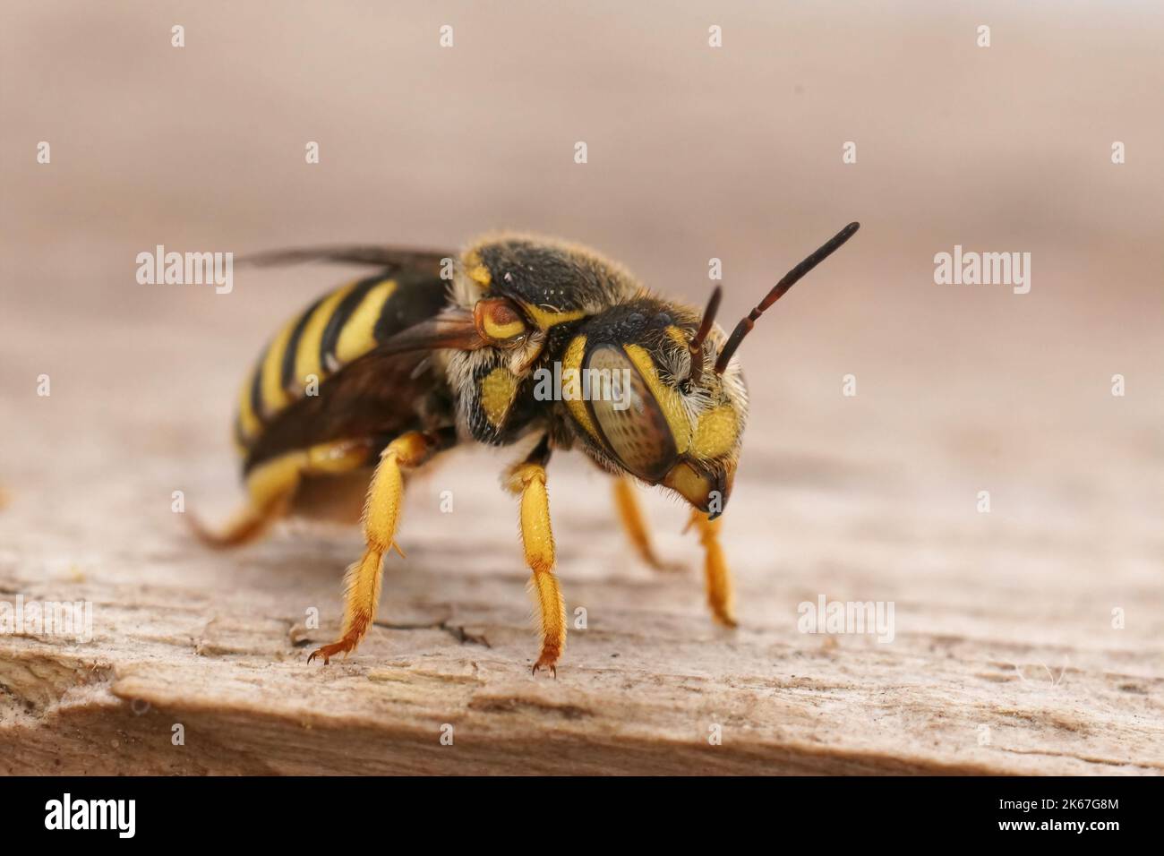 Detailed closeup on the small and colorful Grohmann's, Yellow-Resin Bee ...