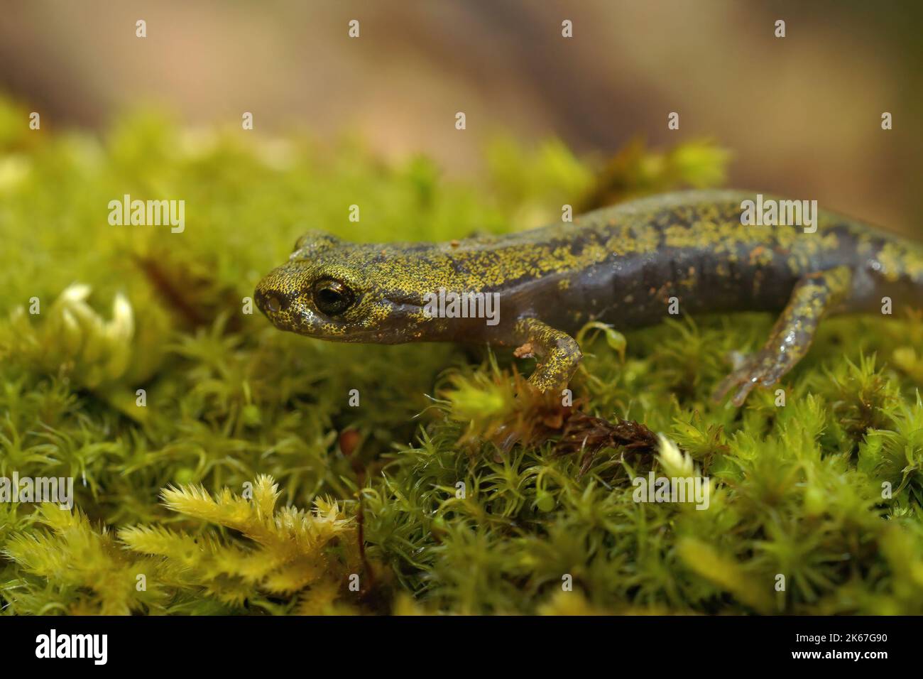 Closeup on a green juvenile of the endangered limestone salamander ...