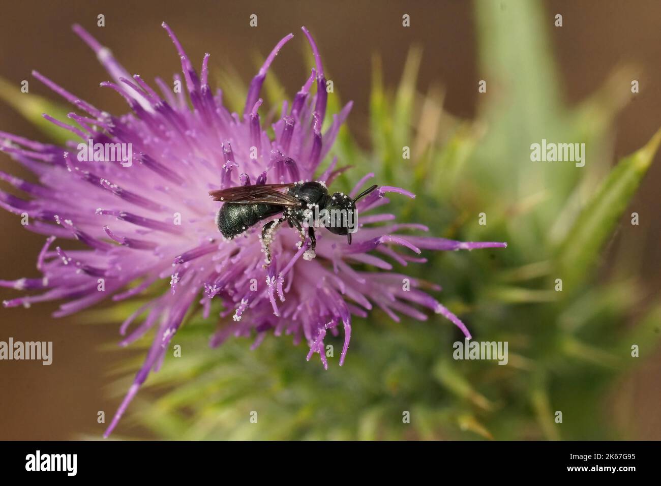 Natural closeup on a Mediterranean blue metallic small Carpenter bee ...