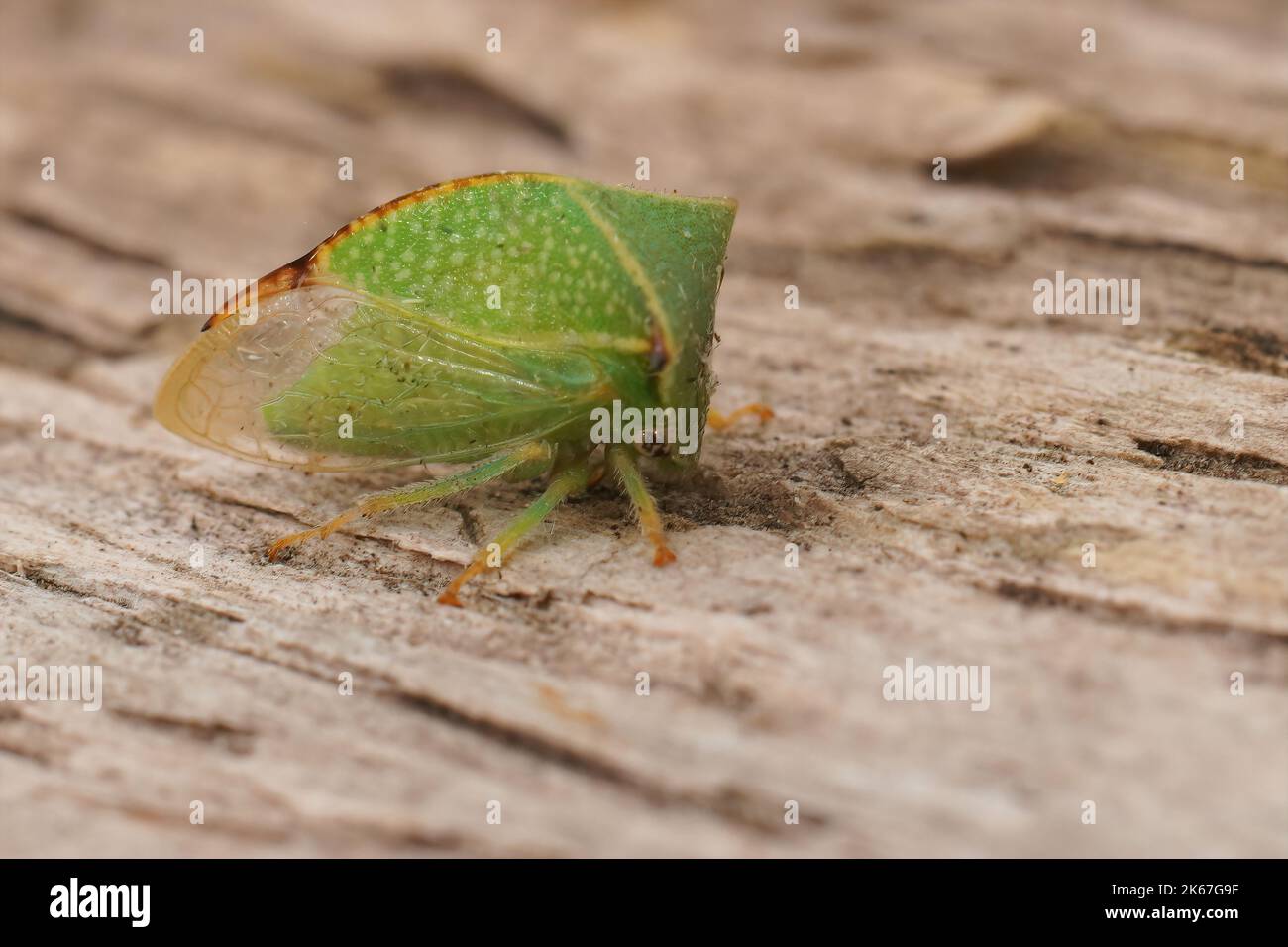 Homopteran insect hi-res stock photography and images - Alamy