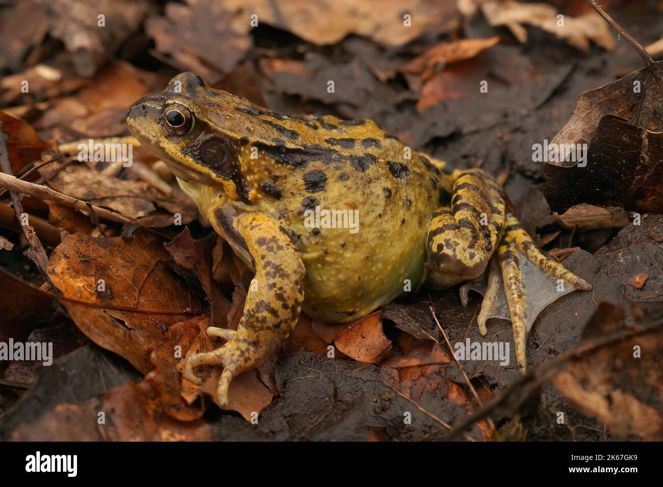Closeup on a bulky pregnant female Common European brown frog, Rana ...
