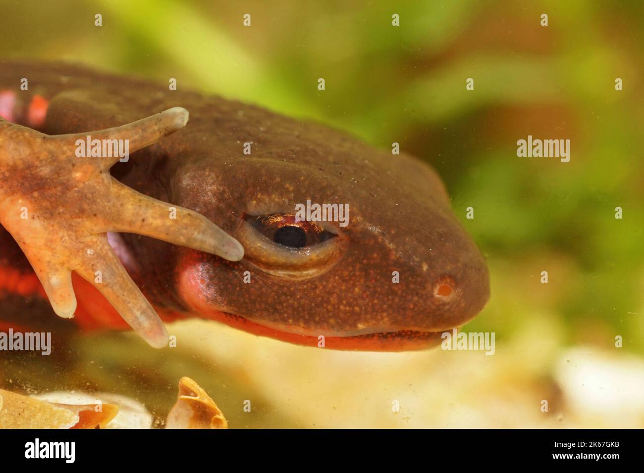 Closeup on the head of an adult, aquatic male Japanese fire-bellied ...