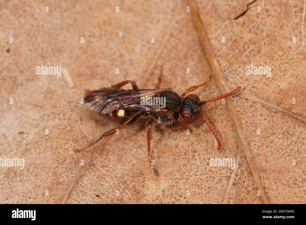 Closeup on a small colorful red Large Bear-clawed nomad bee, Nomada ...