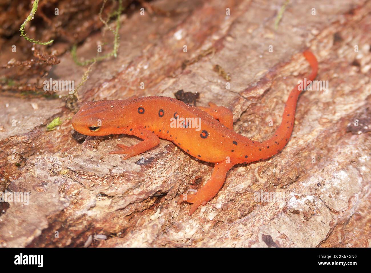 Full body closeup on a colorful red eft stage juvenile Red-spotted newt ...