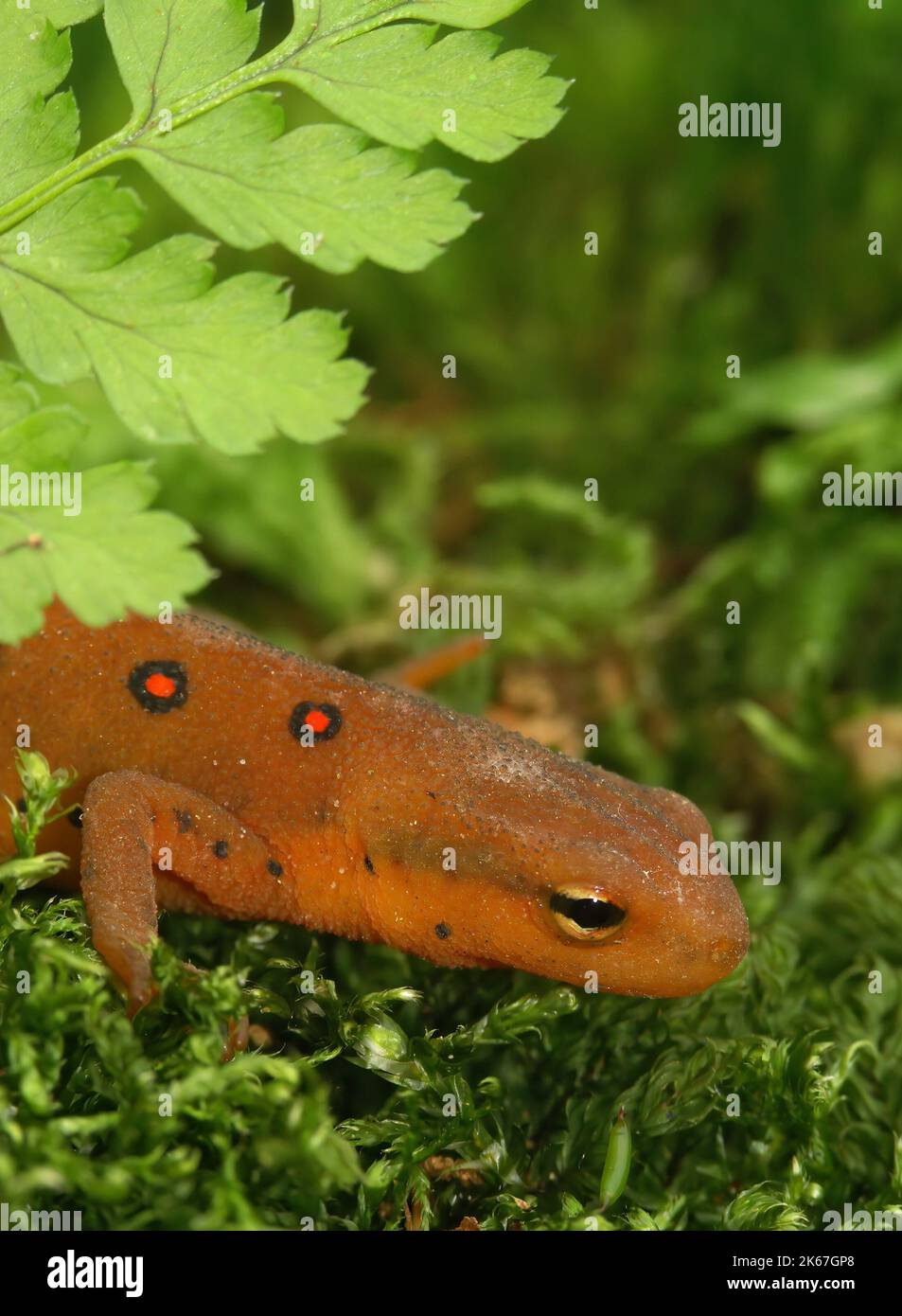 Vertical closeup on a colorful red eft stage juvenile Red-spotted newt ...