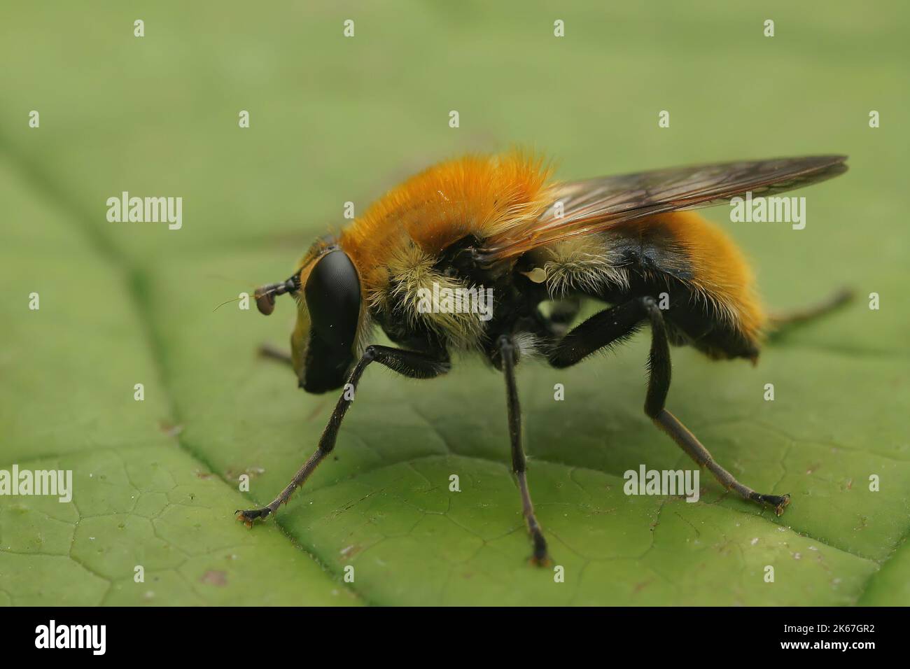 Bearfly hi-res stock photography and images - Alamy