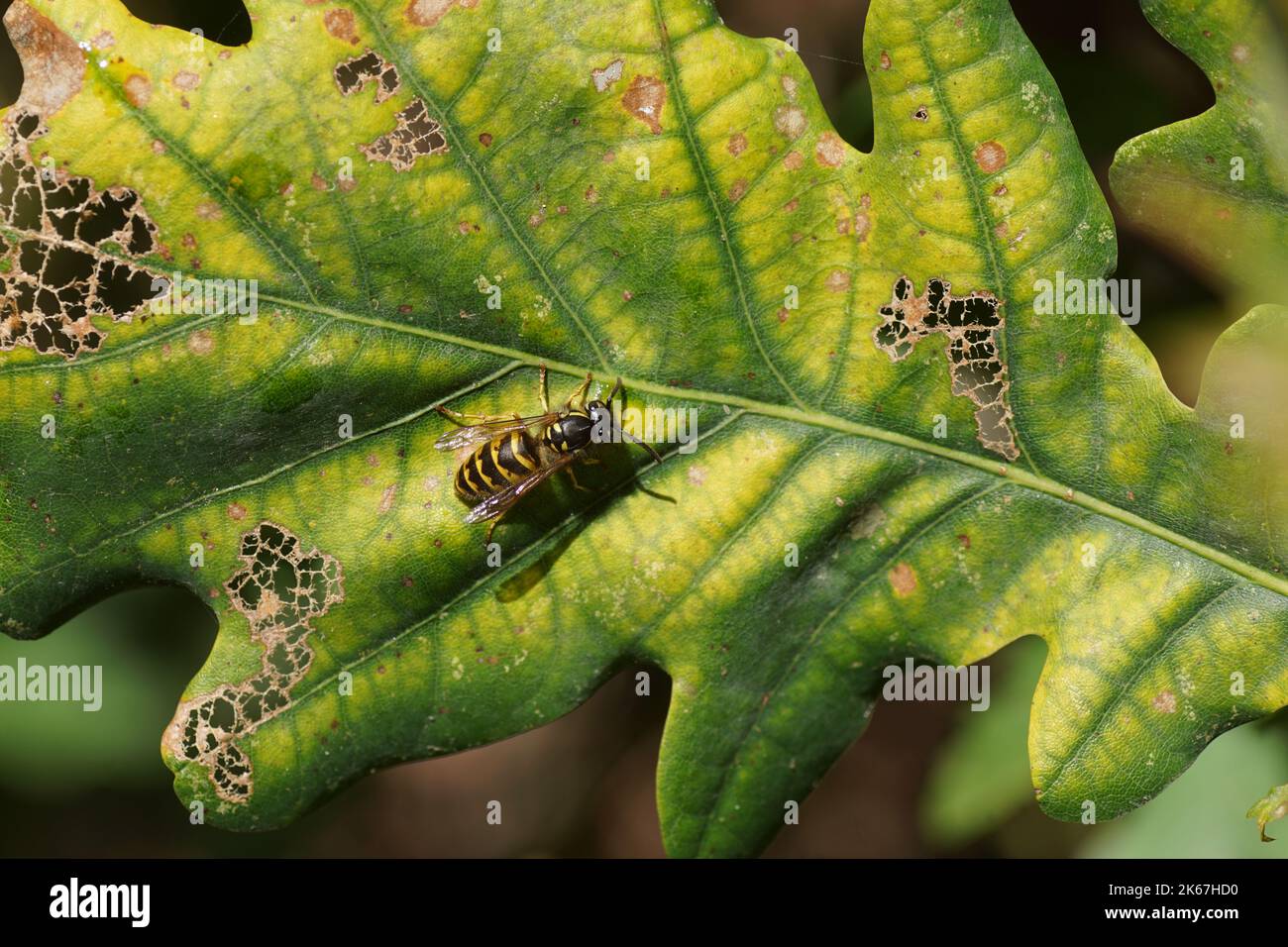 Closeup of a common wasp (Vespula vulgaris), family Vespidae. On a ...