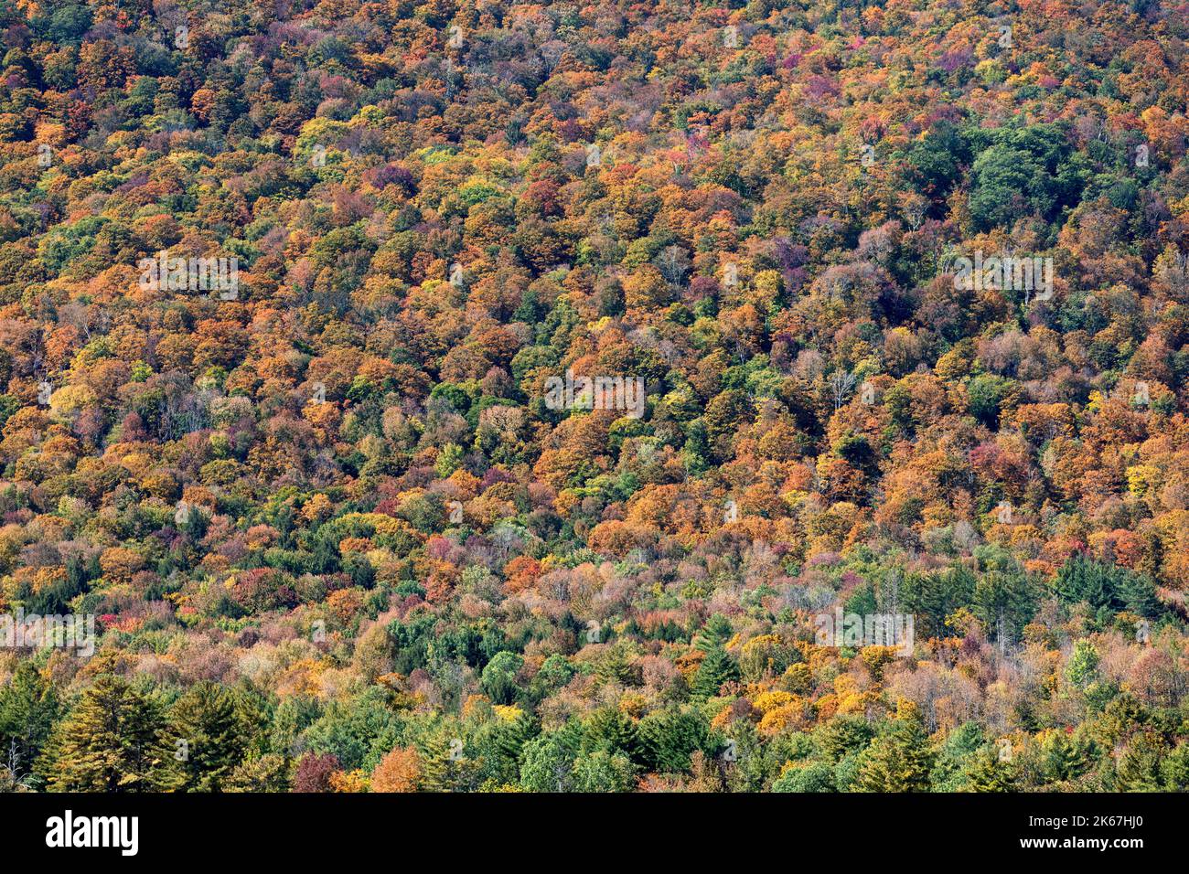 Hillside brilliant fall foliage, Adirondacks, New York Stock Photo - Alamy