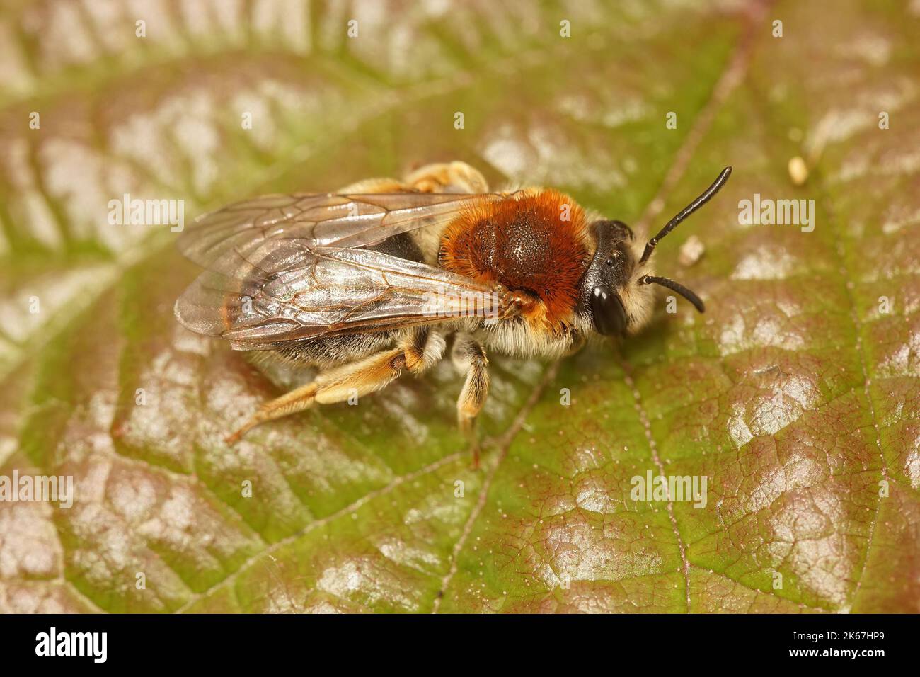 Closeup on an adult colorful female red-tailed mining bee, Andrena ...