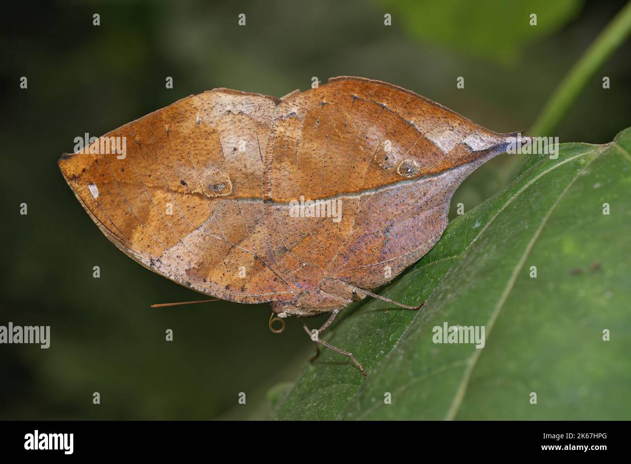 Colorful closeup on a neo-tropical well camouflaged dead leaf butterfly ...