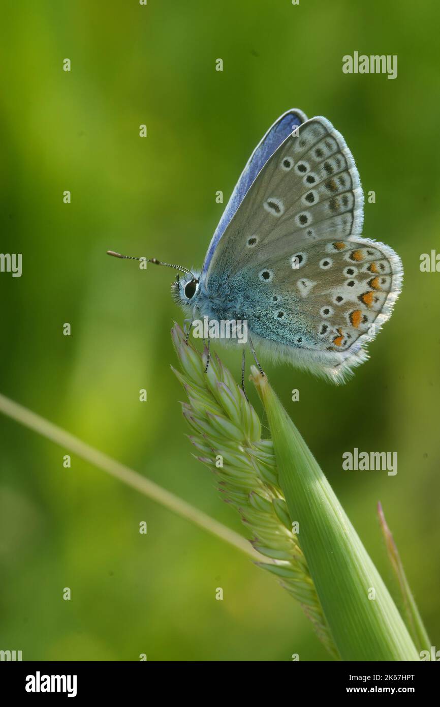 Closeup on a colorful Icarus blue butterfly, Polyommatus icarus sitting ...