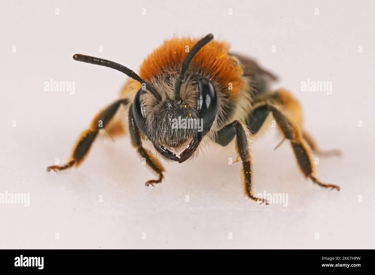 Closeup on a female red-tailed mining bee, Andrena haemorrhoa on a ...