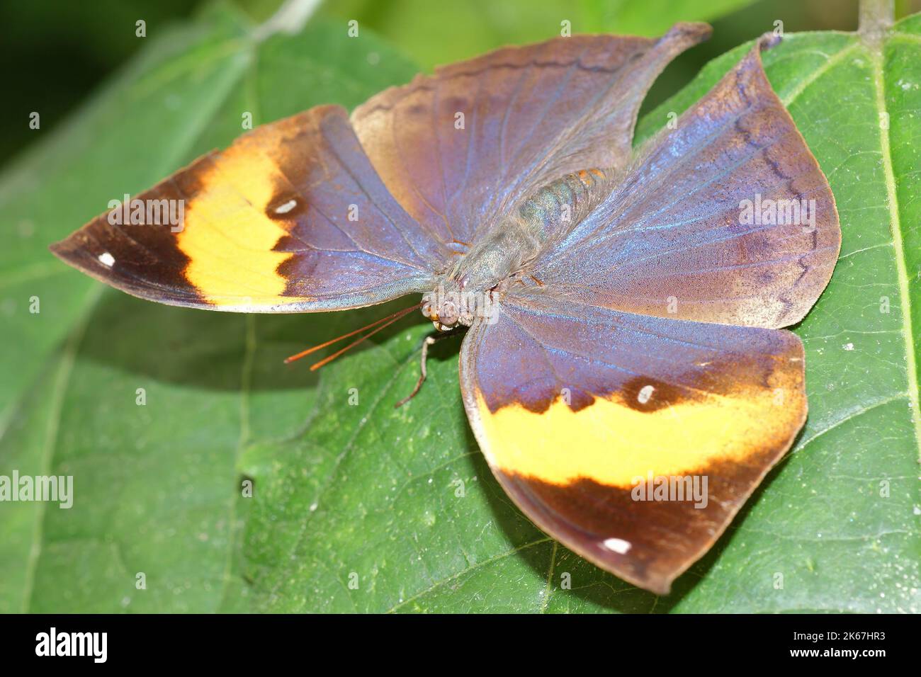 Neo tropical butterfly hi-res stock photography and images - Alamy