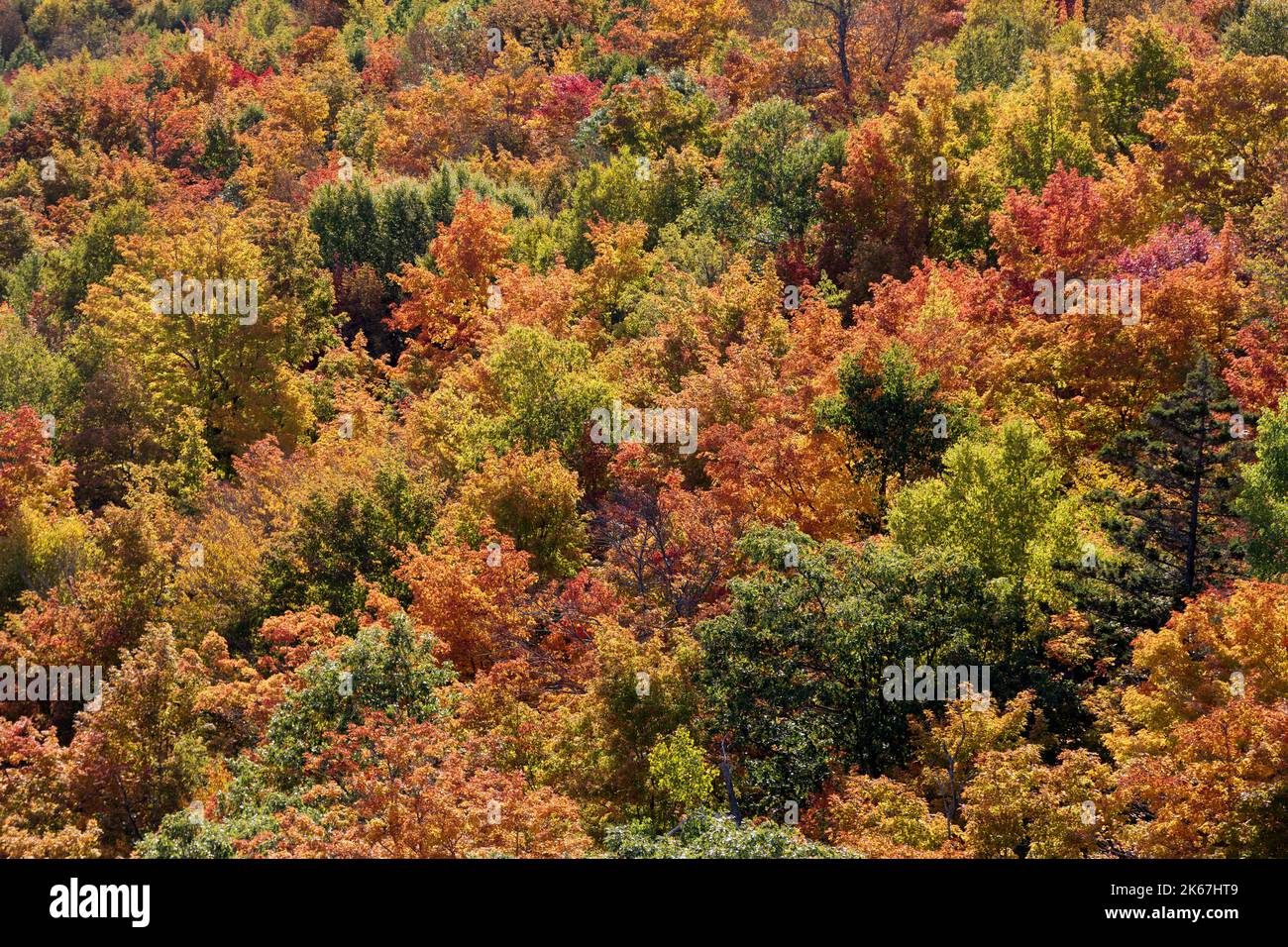Hillside brilliant fall foliage, Adirondacks, New York Stock Photo - Alamy