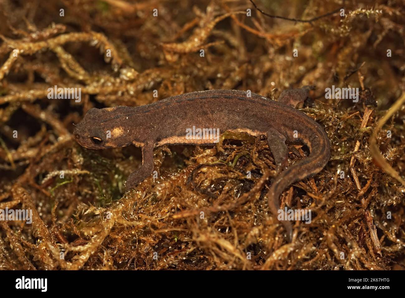 Closeup on a terrestrial juvenile female Northern banded newt ...