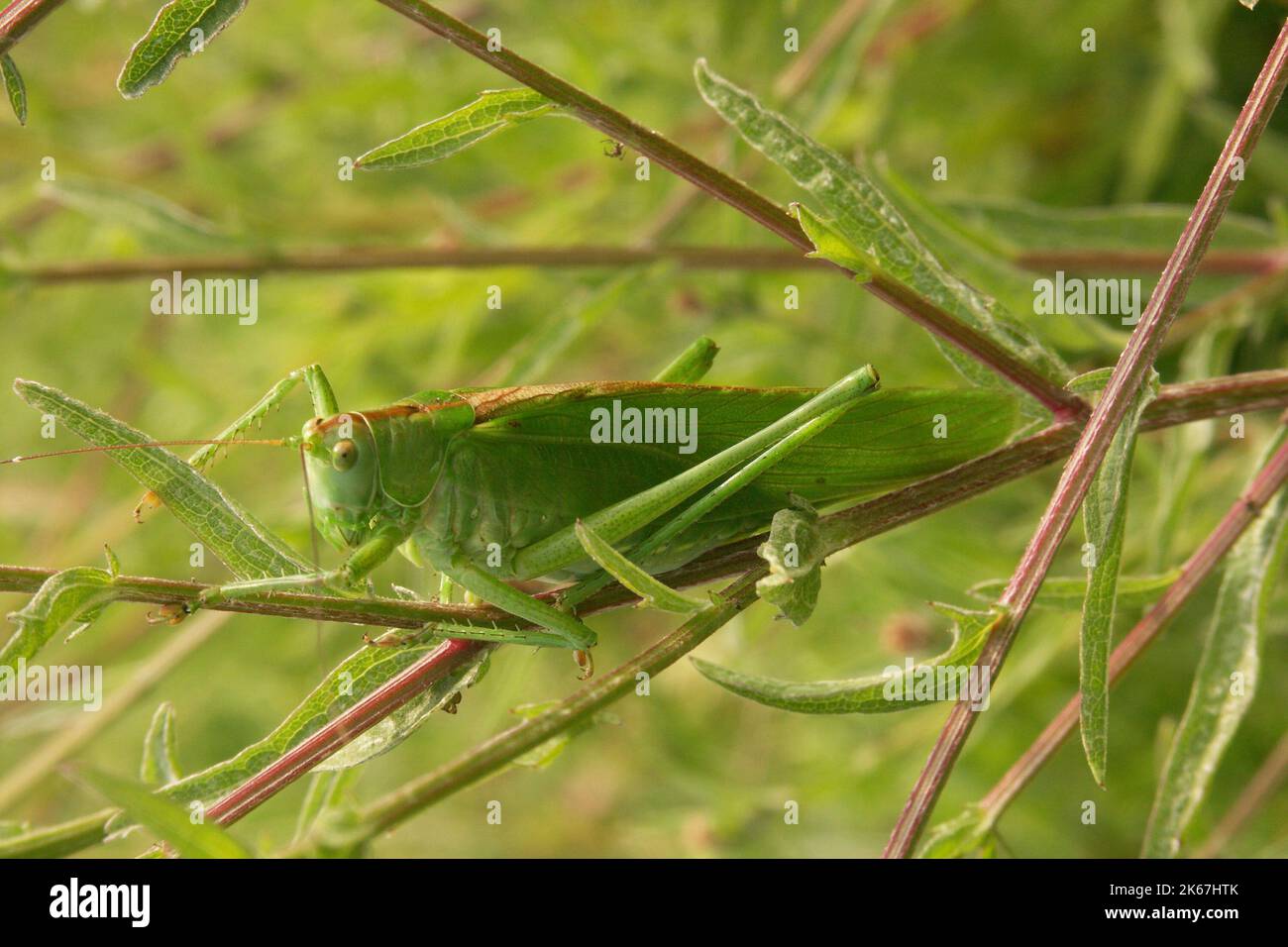 Natural closeup on the European common great green bush-cricket ...