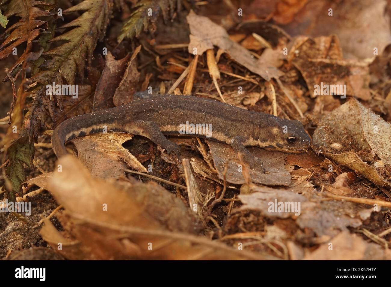 Closeup on a terrestrial juvenile female Northern banded newt ...