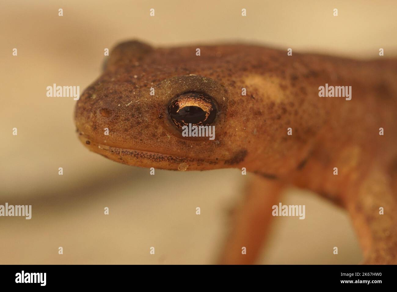Detailed facial closeup on a terrestrial juvenile female Northern ...
