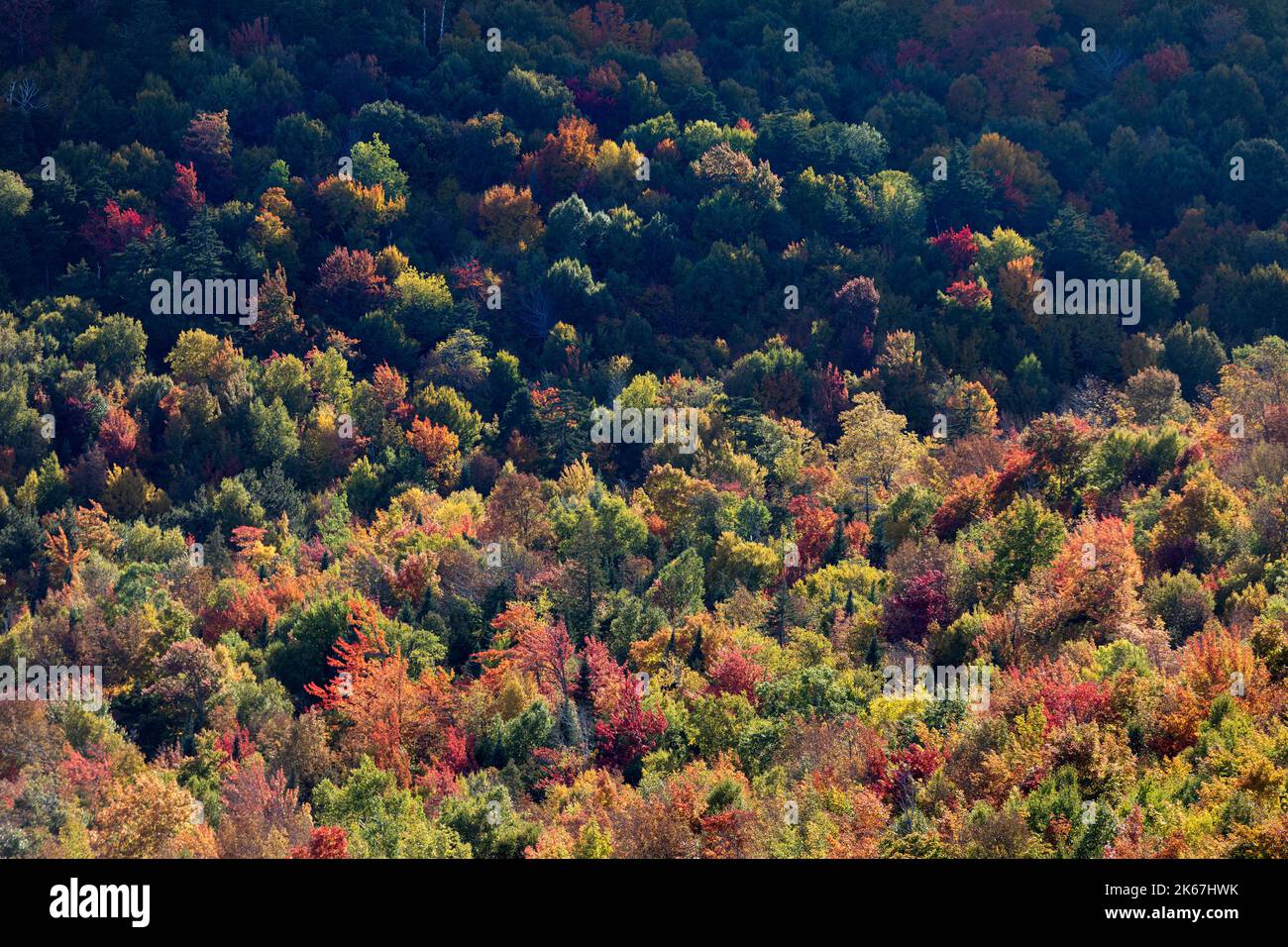Hillside brilliant fall foliage, Adirondacks, New York Stock Photo - Alamy