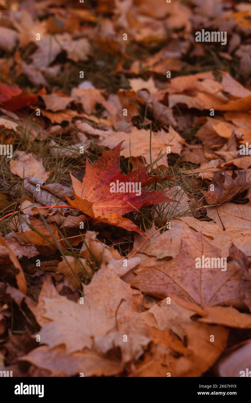 Kolorowe liscie w parku hi-res stock photography and images - Alamy