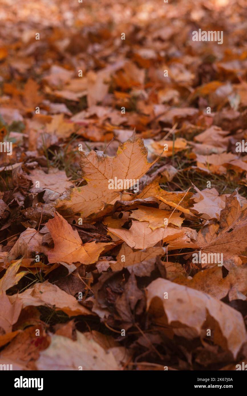 Autumn leaves on the ground closeup Stock Photo - Alamy