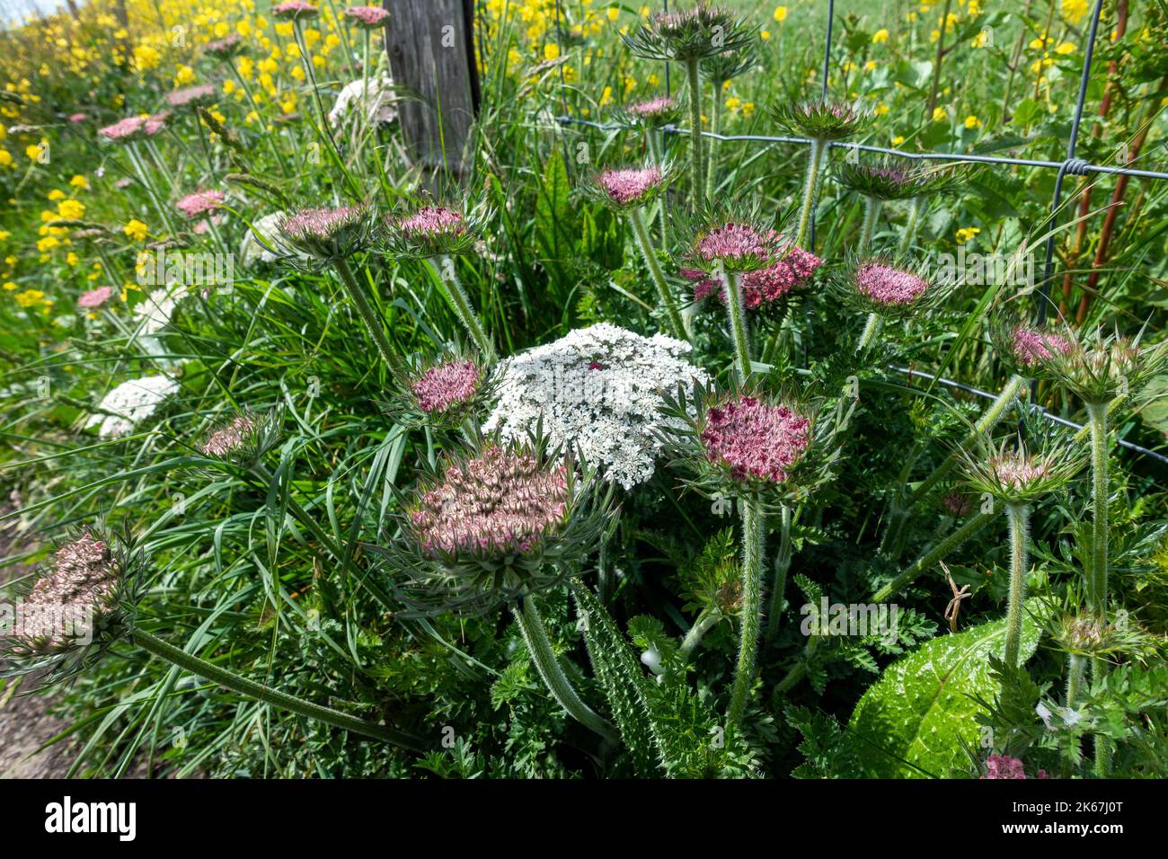 Queen Anne's Lace Daucus carota purple form growing on the South West ...