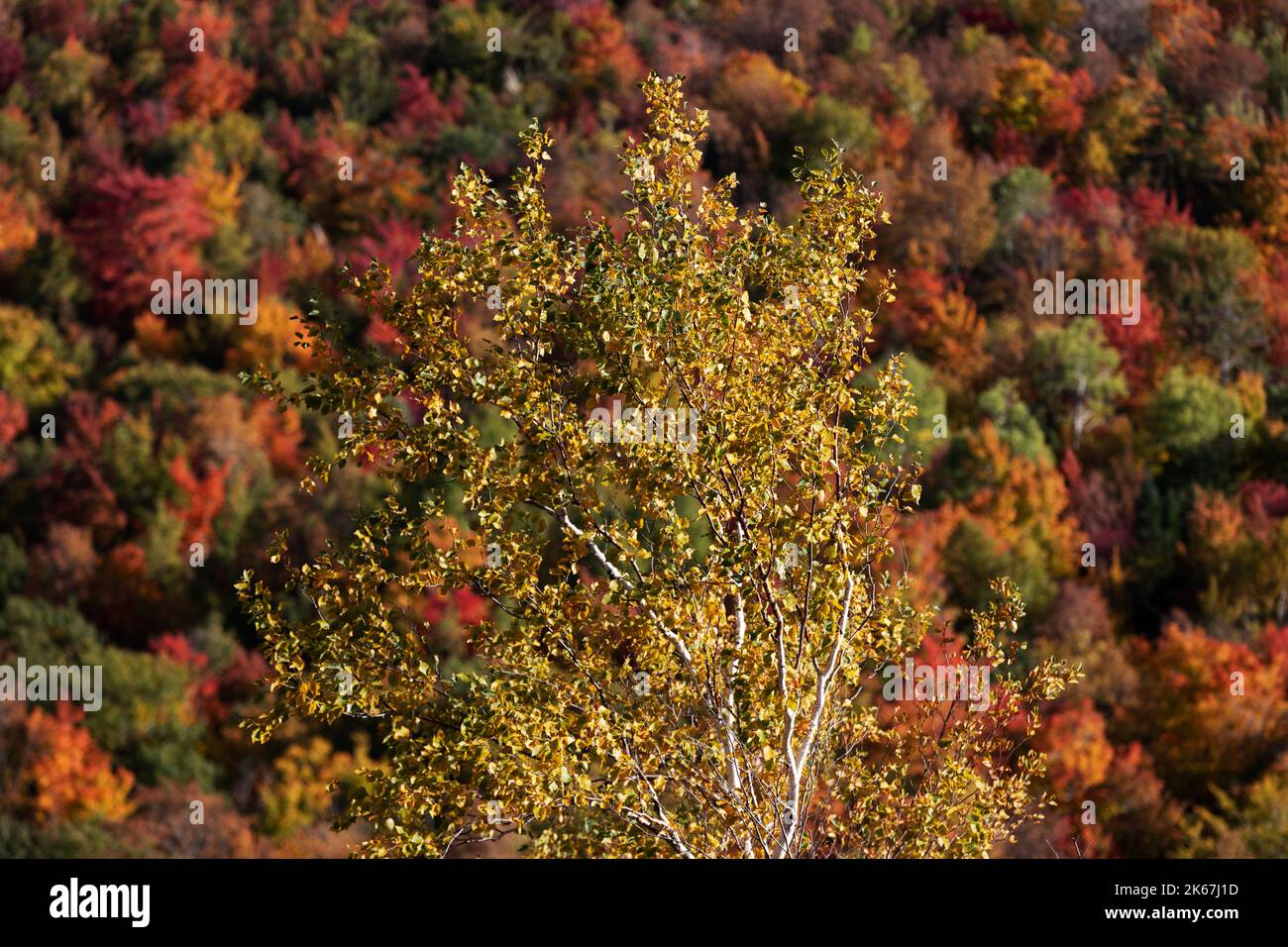 Hillside brilliant fall foliage, Adirondacks, New York Stock Photo - Alamy