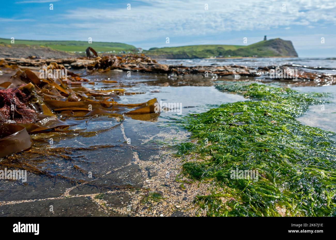 Seaweed and rock pools with Clavell Tower in the distance at Kimmeridge ...